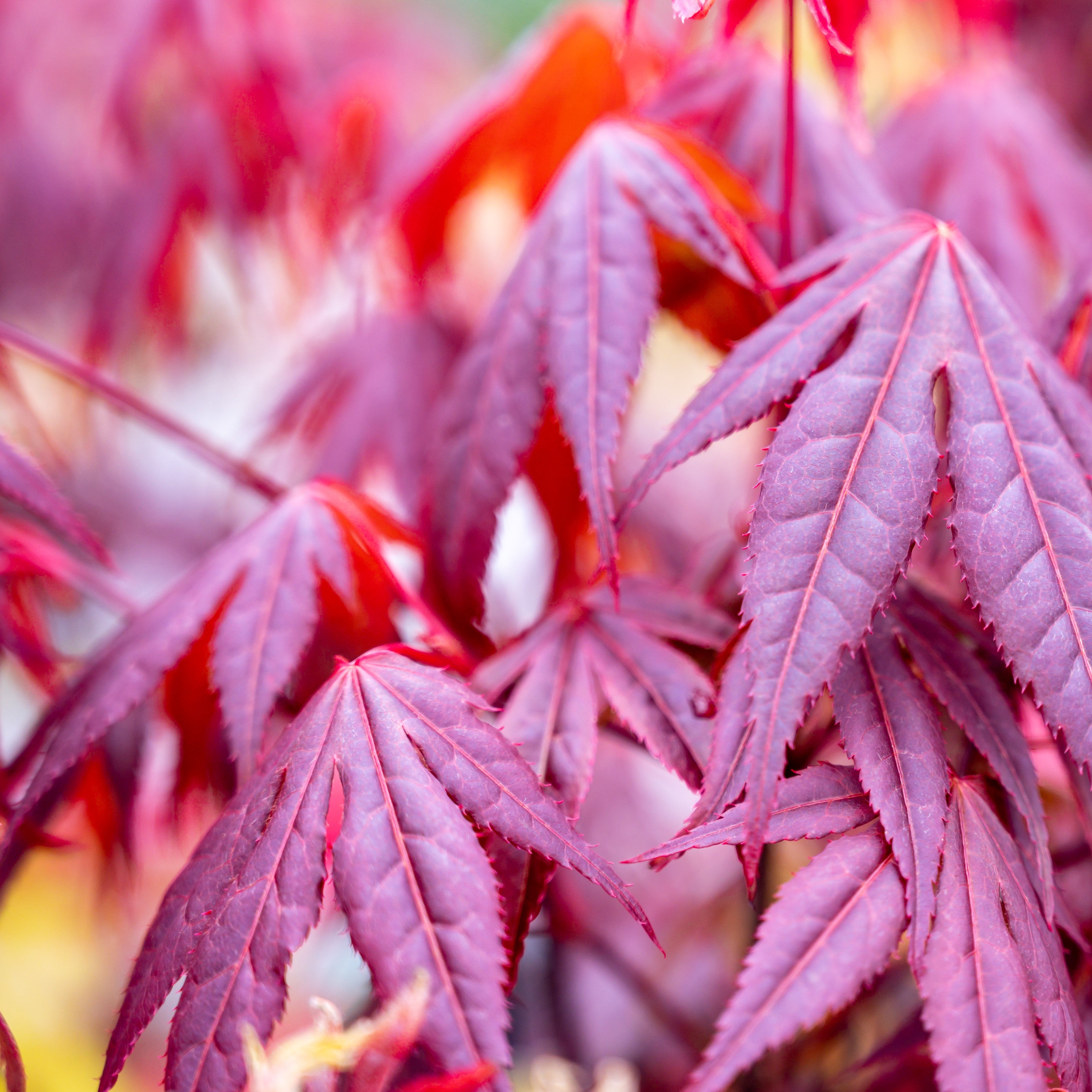 Acer palmatum 'Shaina' - Fächer-Ahorn 'Shaina' (kleinwüchsig ...