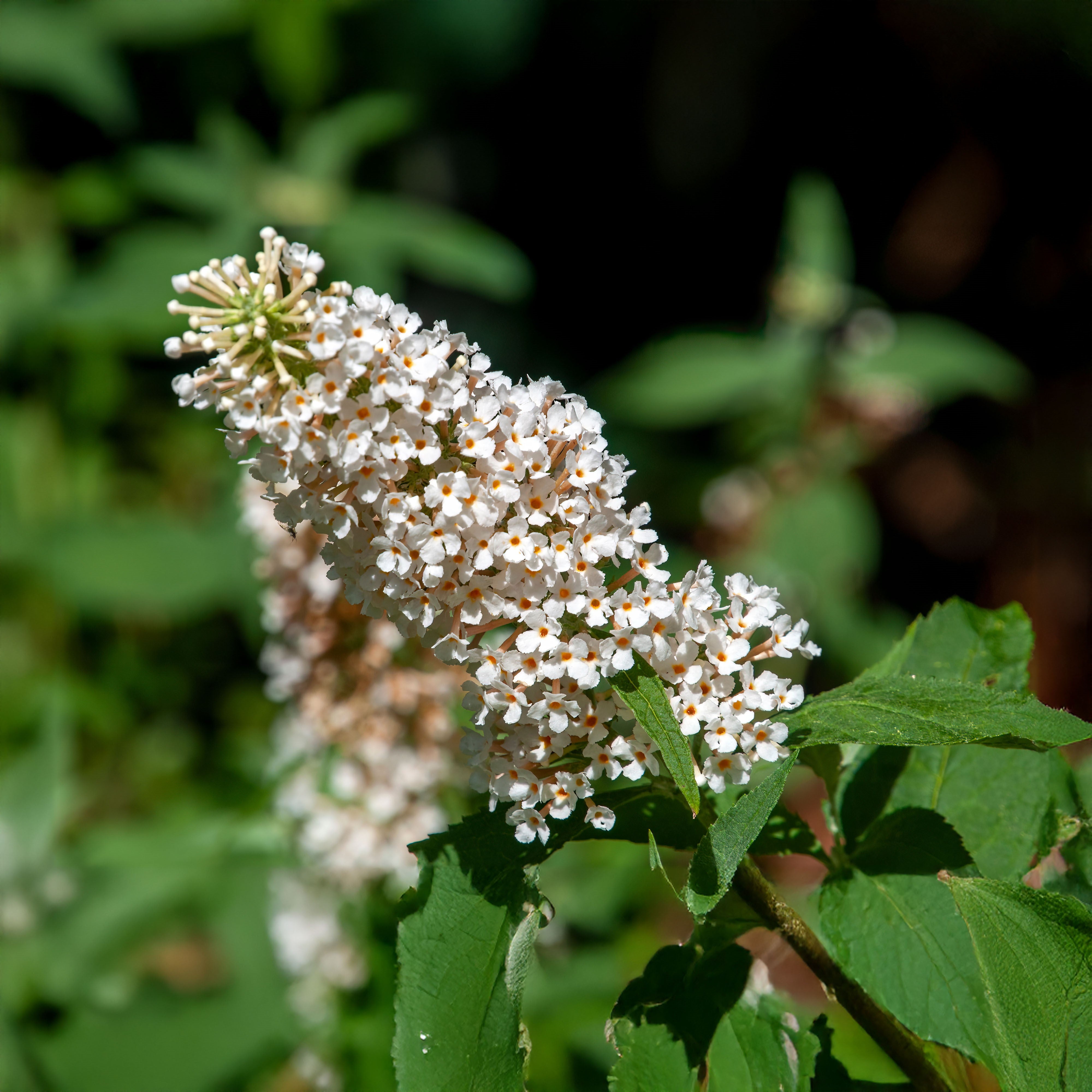 Buddleja davidii 'Buzz Ivory' - Zwerg-Sommerflieder 'Buzz Ivory ...