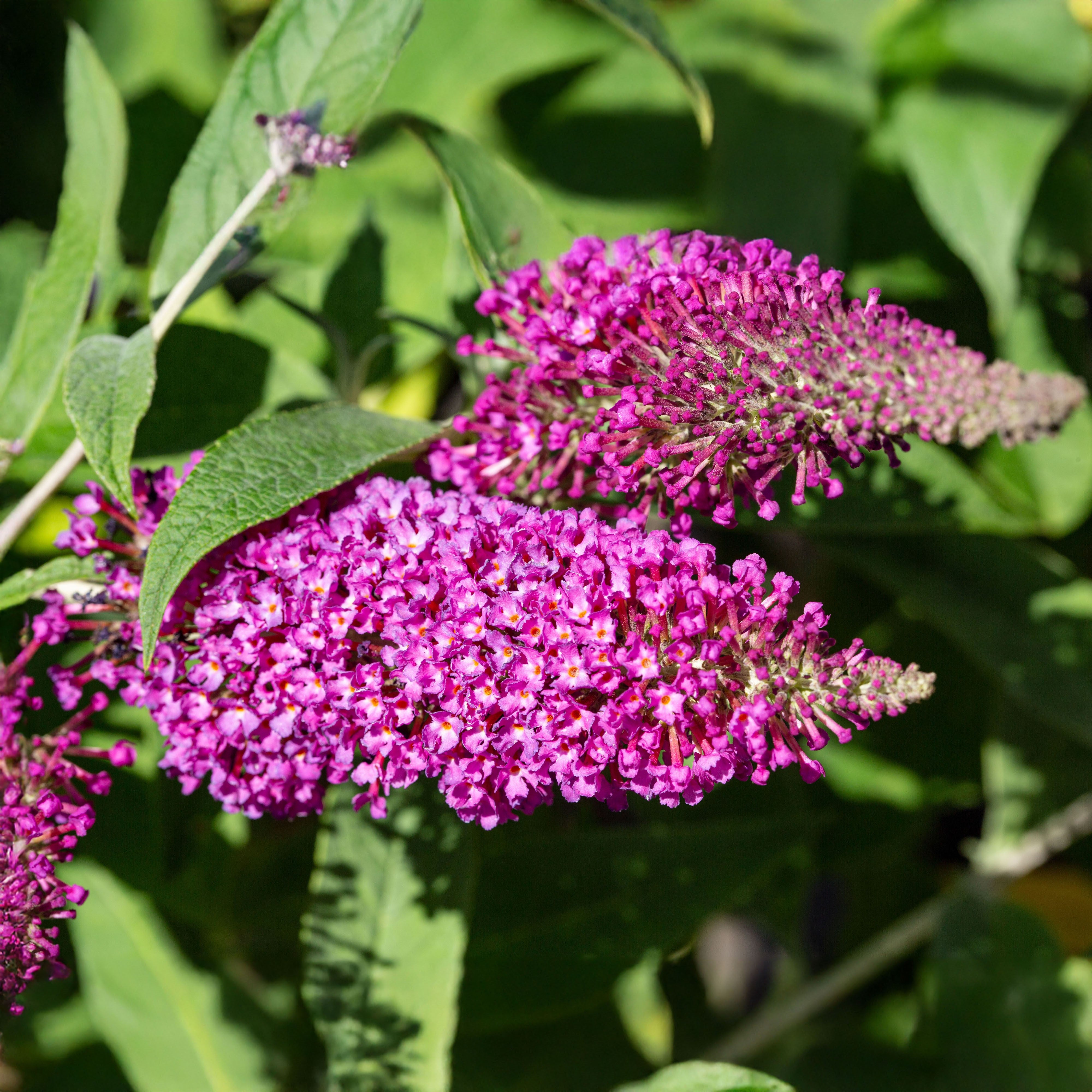 Buddleja davidii 'Buzz Pink Purple' - Zwerg-Sommerflieder 'Buzz Pink P ...