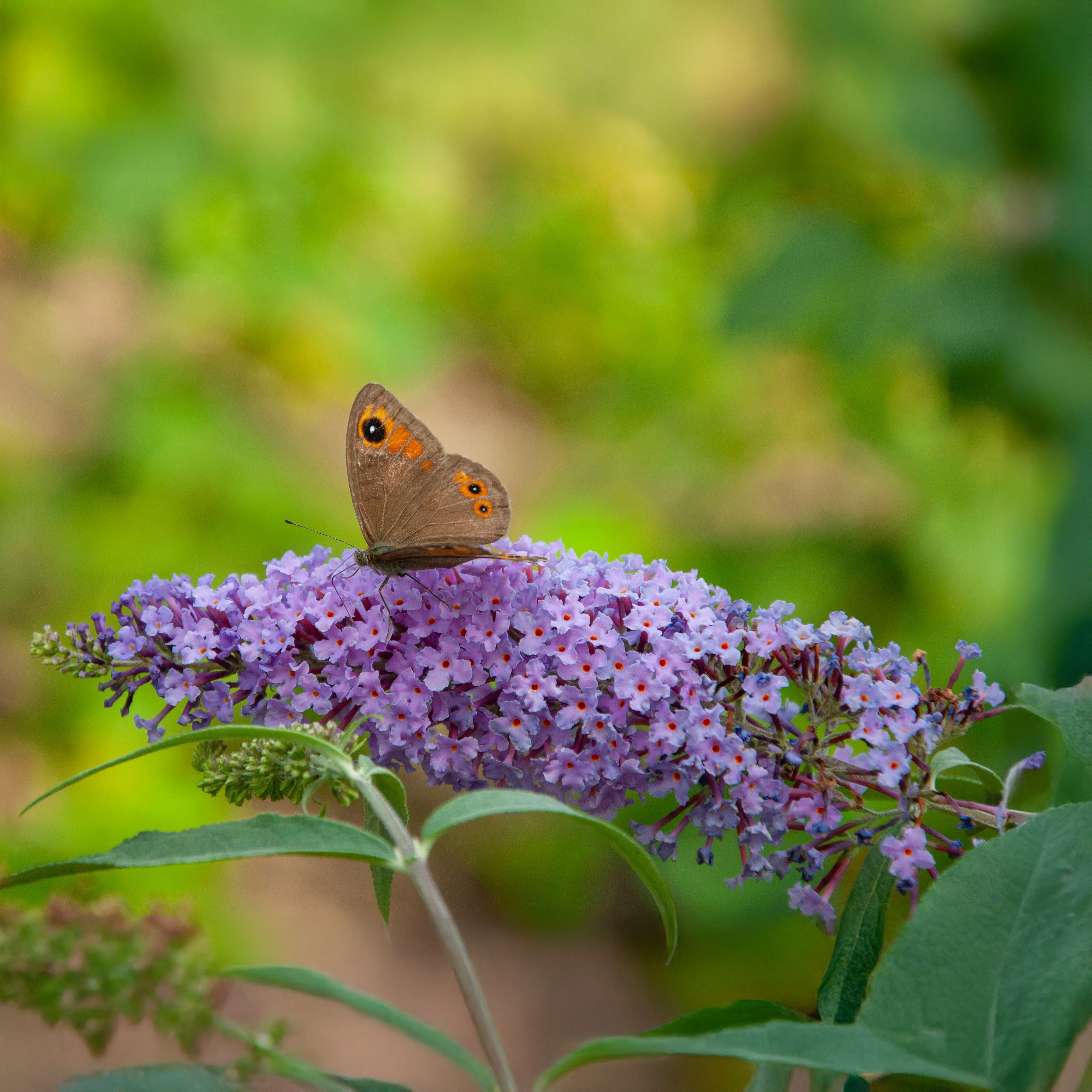 Buddleja davidii 'Buzz Violet' - Zwerg-Sommerflieder 'Buzz Violet ...