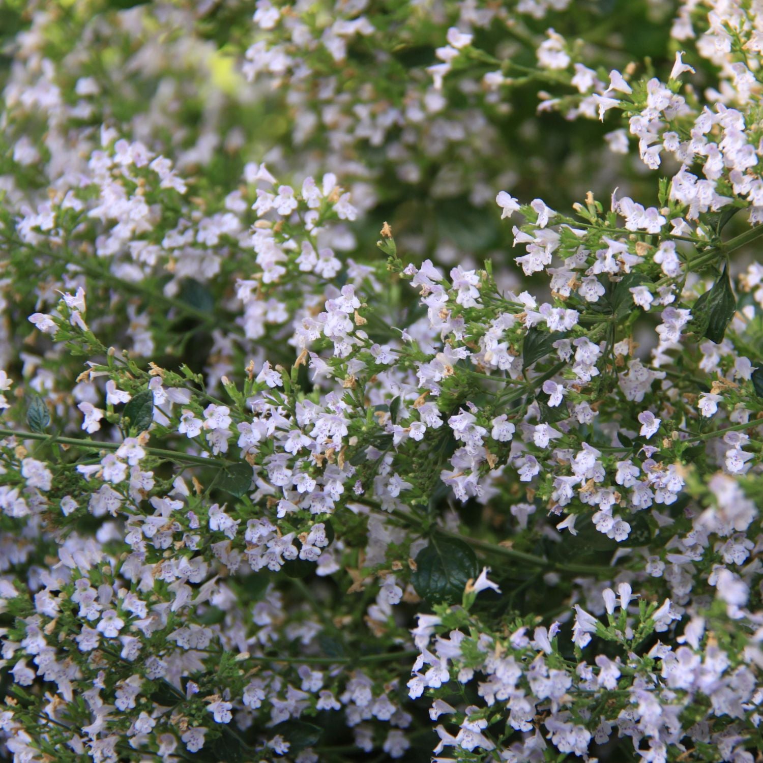 Calamintha nepeta 'Blue Cloud' - Bergminze – Donautal Garten und ...