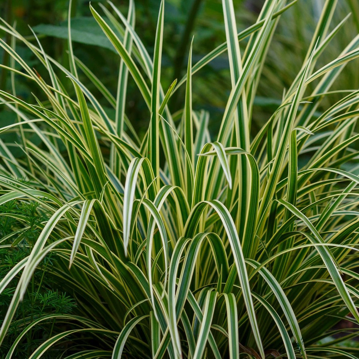 Carex morrowii 'Variegata' - Weißbunte Japan-Segge 'Variegata ...