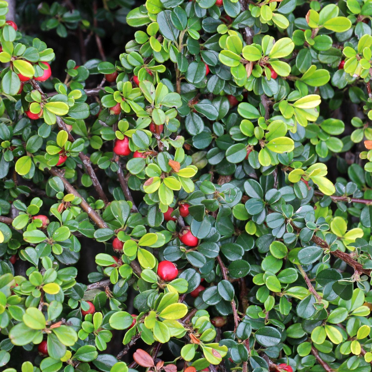 Cotoneaster dammeri 'Radicans' - Kriechmispel / Teppichmispel 'Radican ...