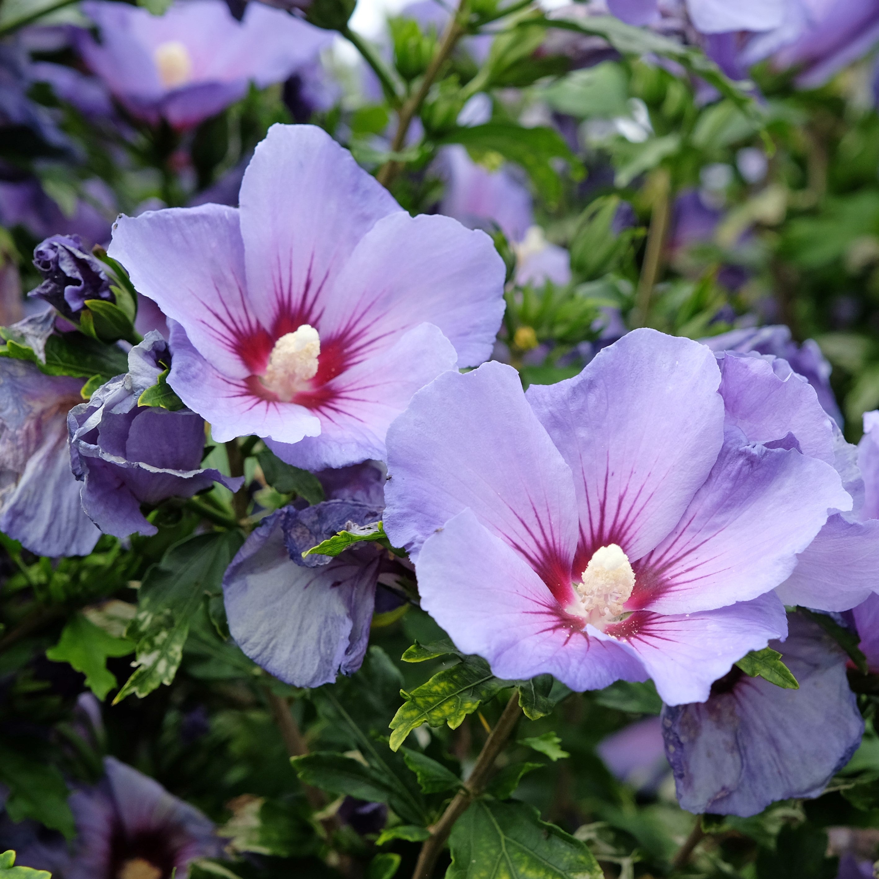 Hibiscus syriacus 'Blue Bird' - Eibisch 'Blue Bird' – Donautal Garten ...