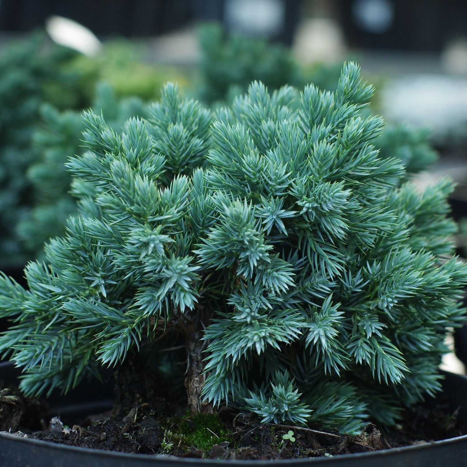 Juniperus squamata 'Blue Star' - Blauer Zwerg-Wacholder 'Blue Star ...