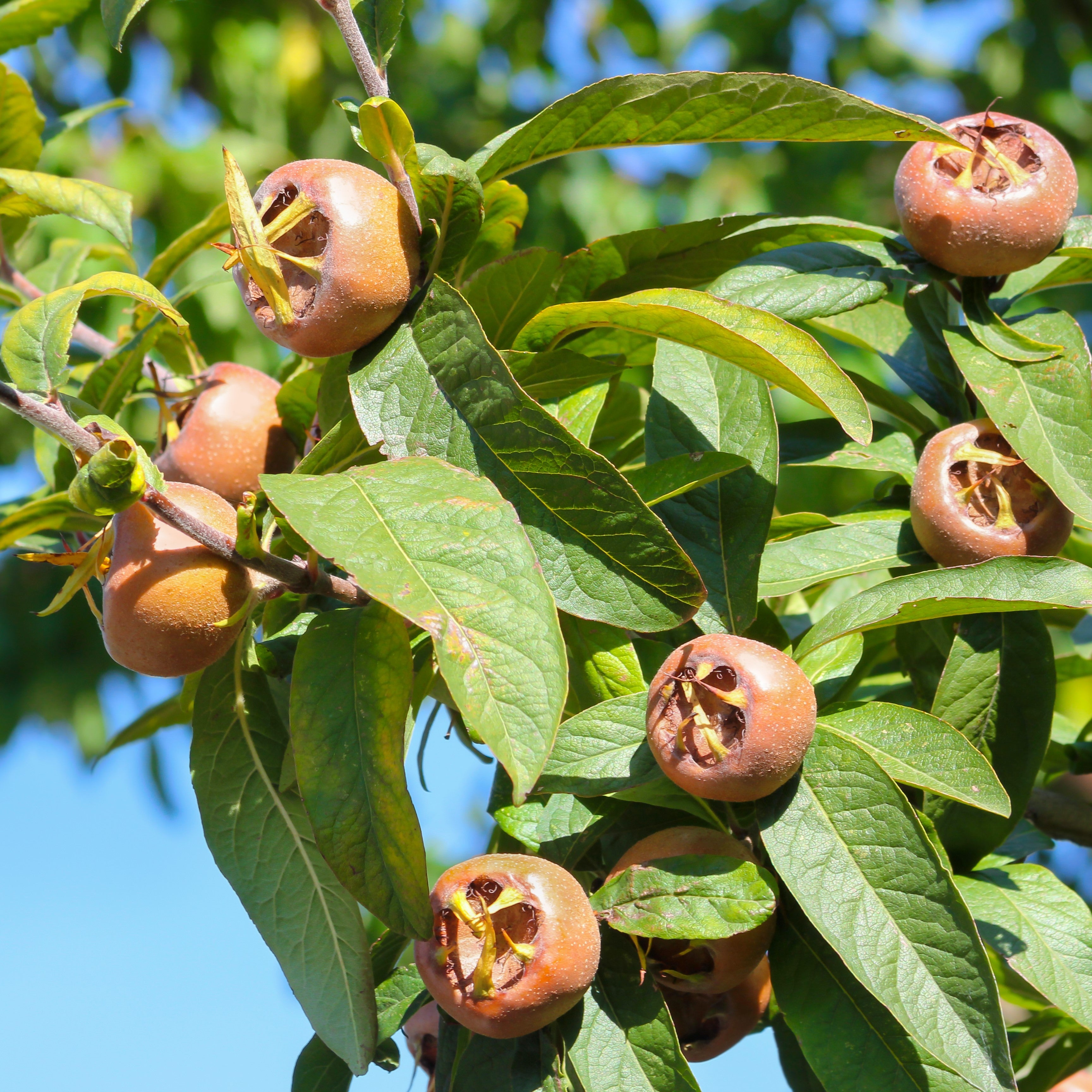 Mespilus germanica 'Nottingham' - Mispel 'Nottingham' – Donautal Garten ...