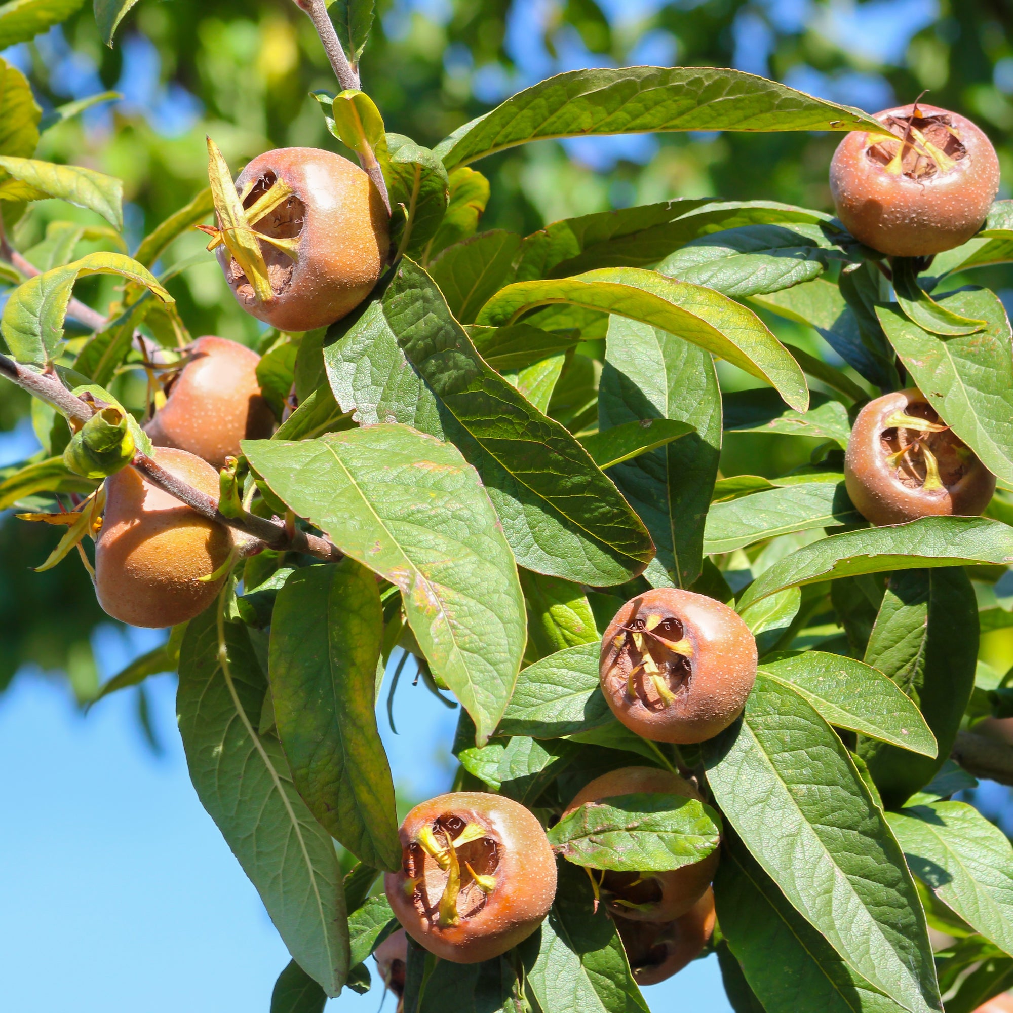 Mespilus germanica 'Nottingham' - Mispel 'Nottingham' – Donautal Garten ...