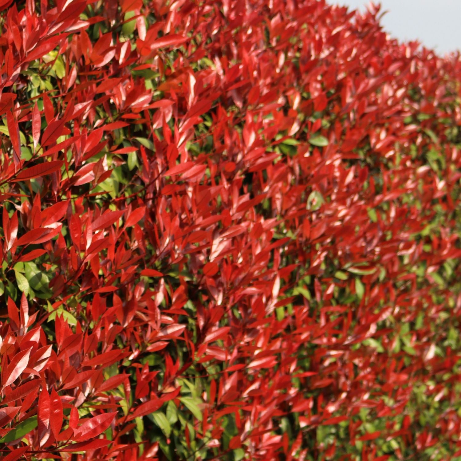 Photinia x fraseri 'Red Robin' - Rote Glanzmispel 'Red Robin ...