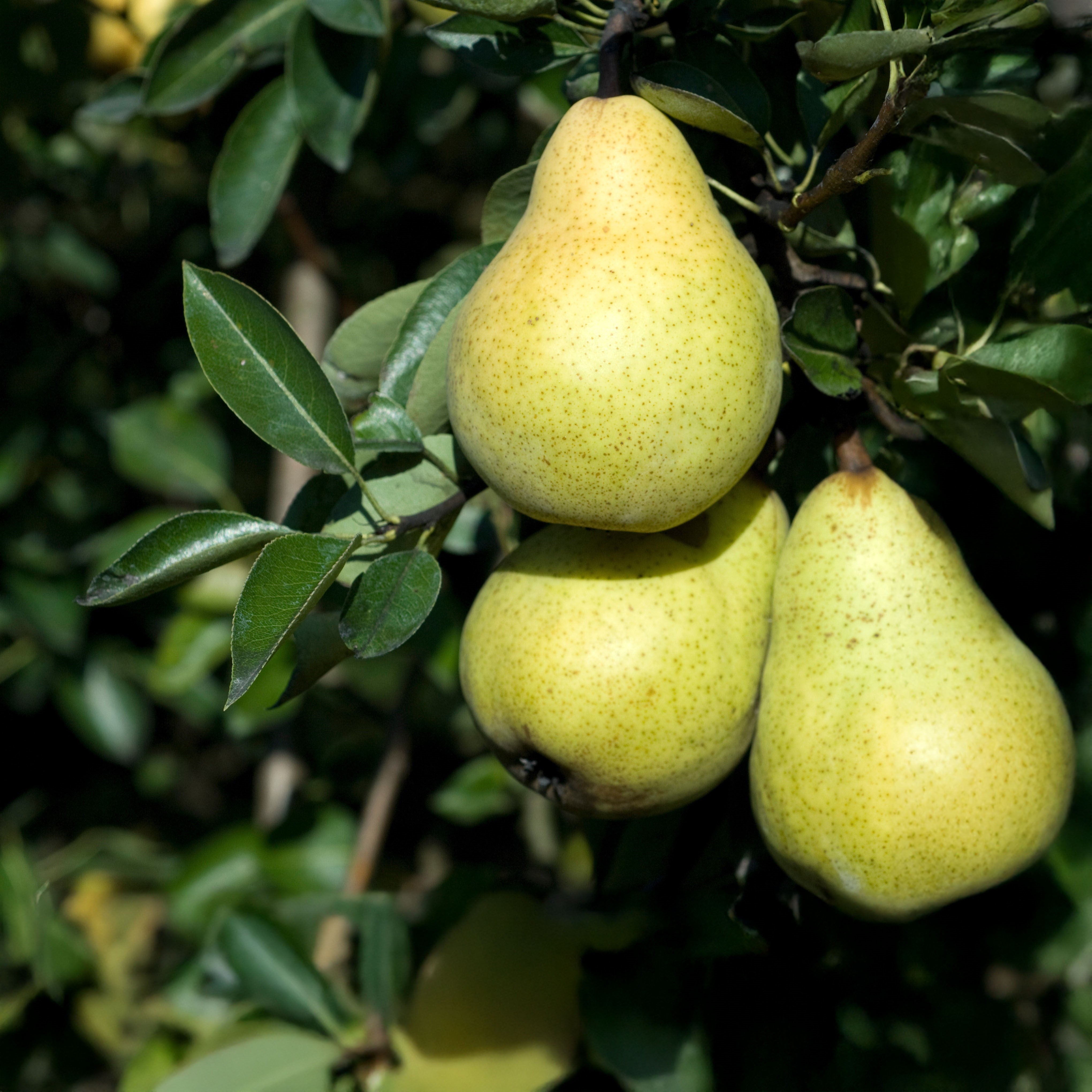 Pyrus communis 'Williams Christ' - Sommerbirne 'Williams Christ ...