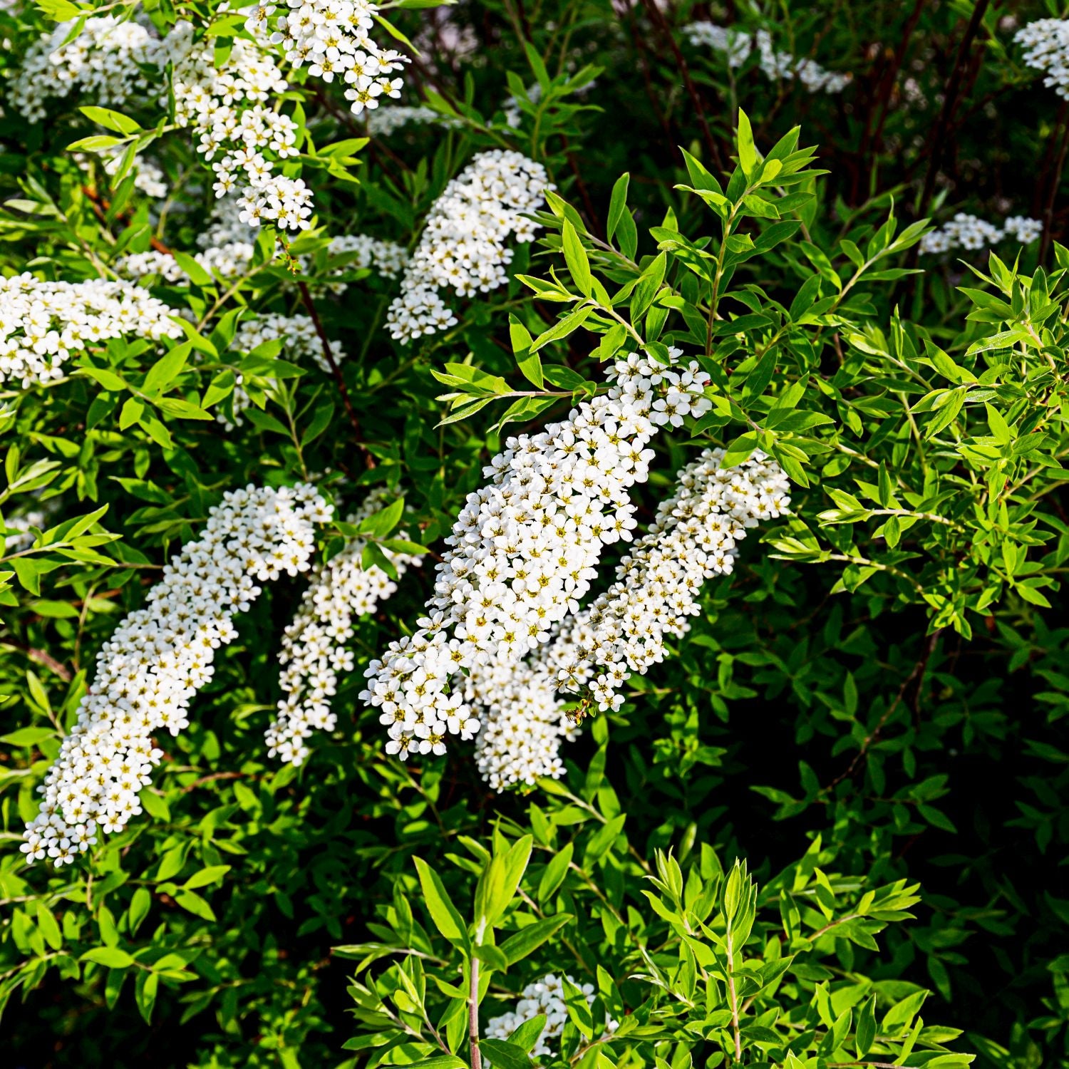 Spiraea cinerea 'Grefsheim' - Schnee-Spiere 'Grefsheim' – Donautal ...