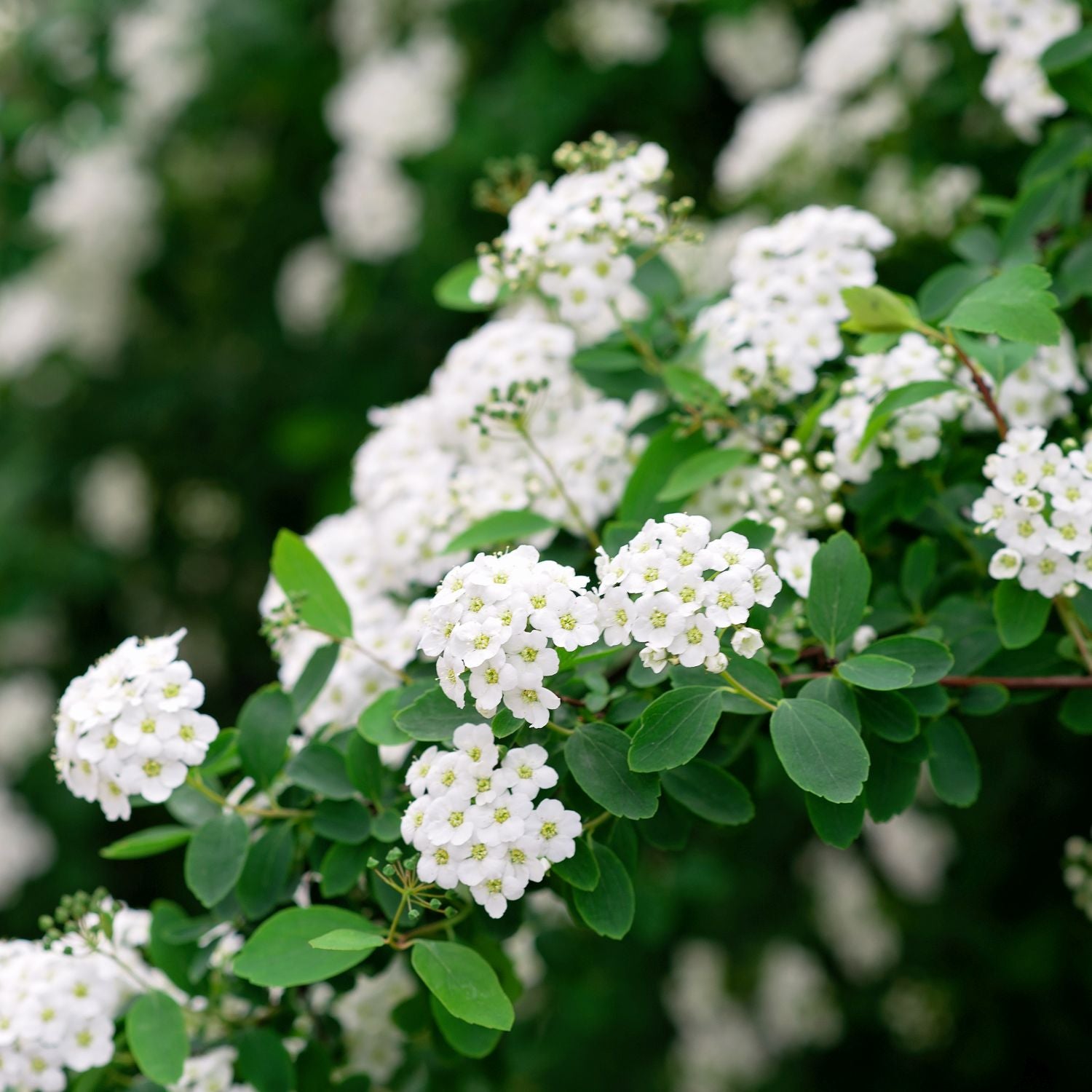 Spiraea nipponica 'Snowmound' - Japanische Strauch-Spiere 'Snowmound ...