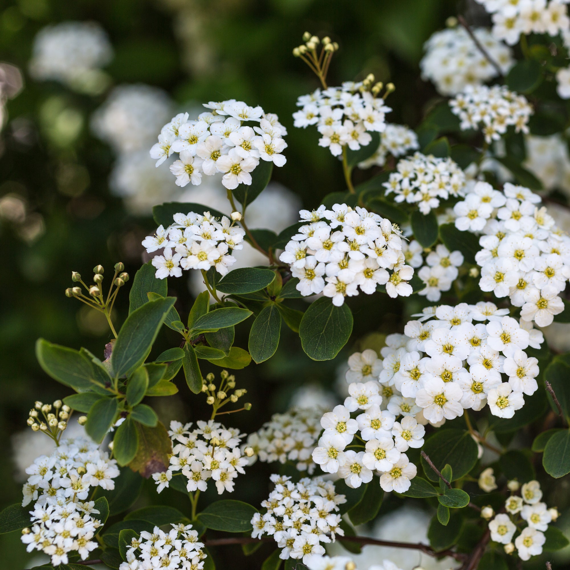 Spiraea Thunbergii - Frühling-Spiere – Donautal Garten und Landschaftsbau