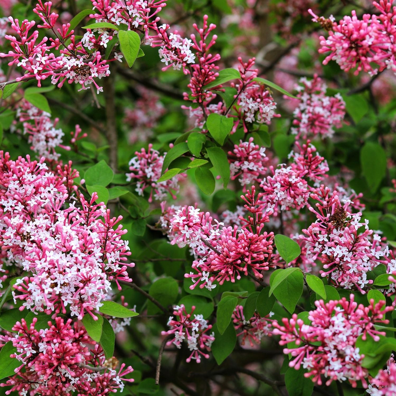 Syringa microphylla 'Superba' - Herbst-Flieder 'Superba' – Donautal ...