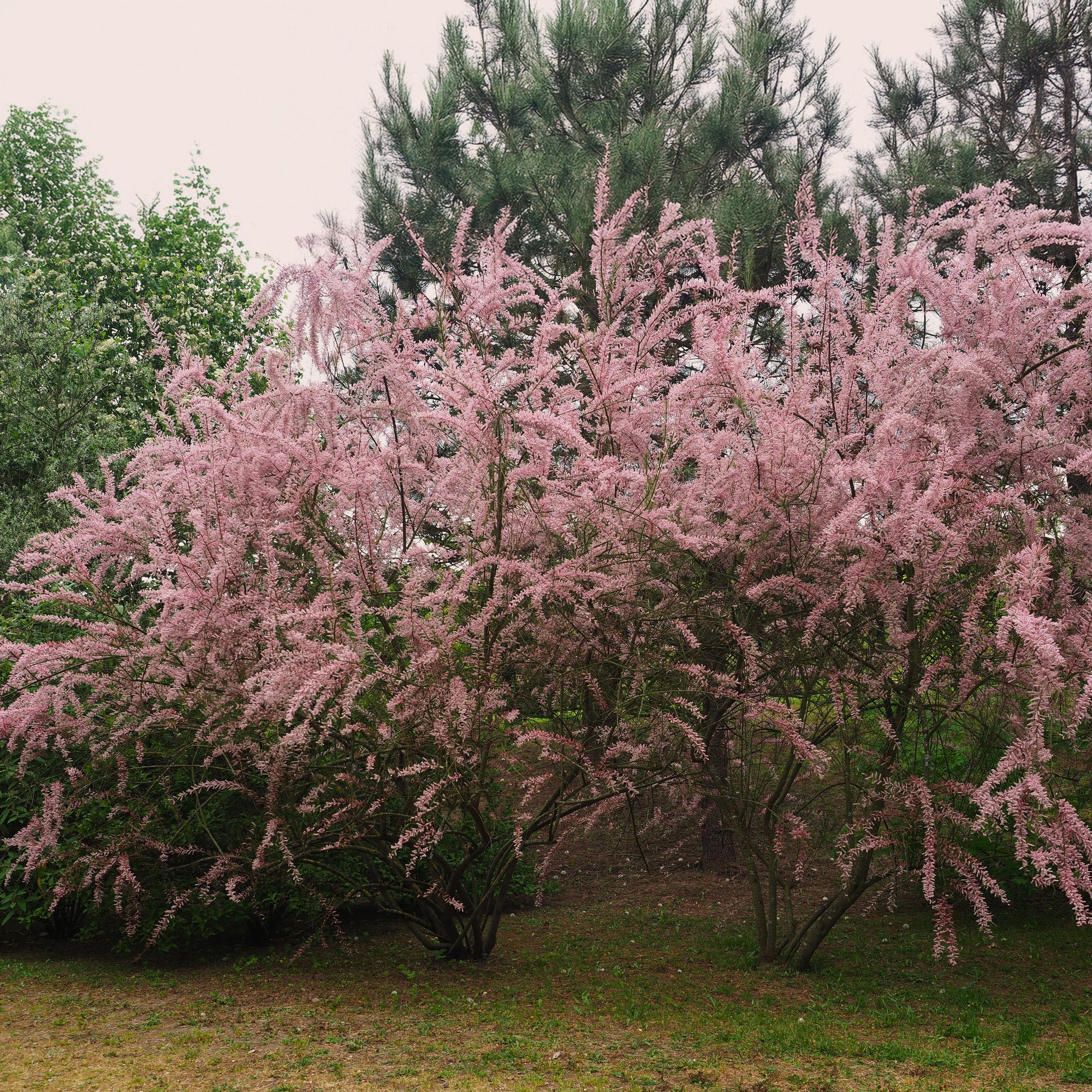 Tamarix parviflora - Frühlingstamariske – Donautal Garten und ...