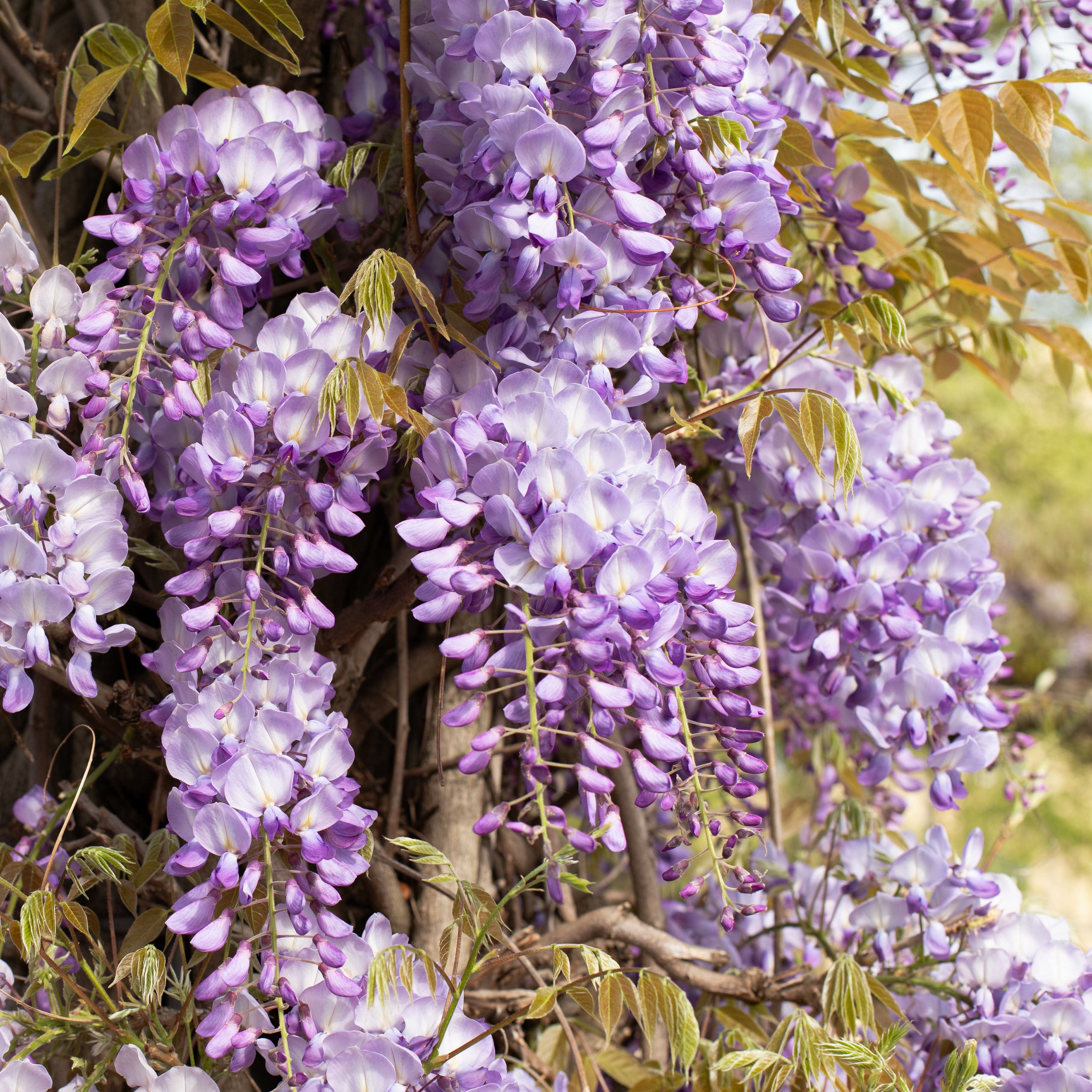 Wisteria sinensis 'Prolific' - Violetter Blauregen – Donautal Garten ...